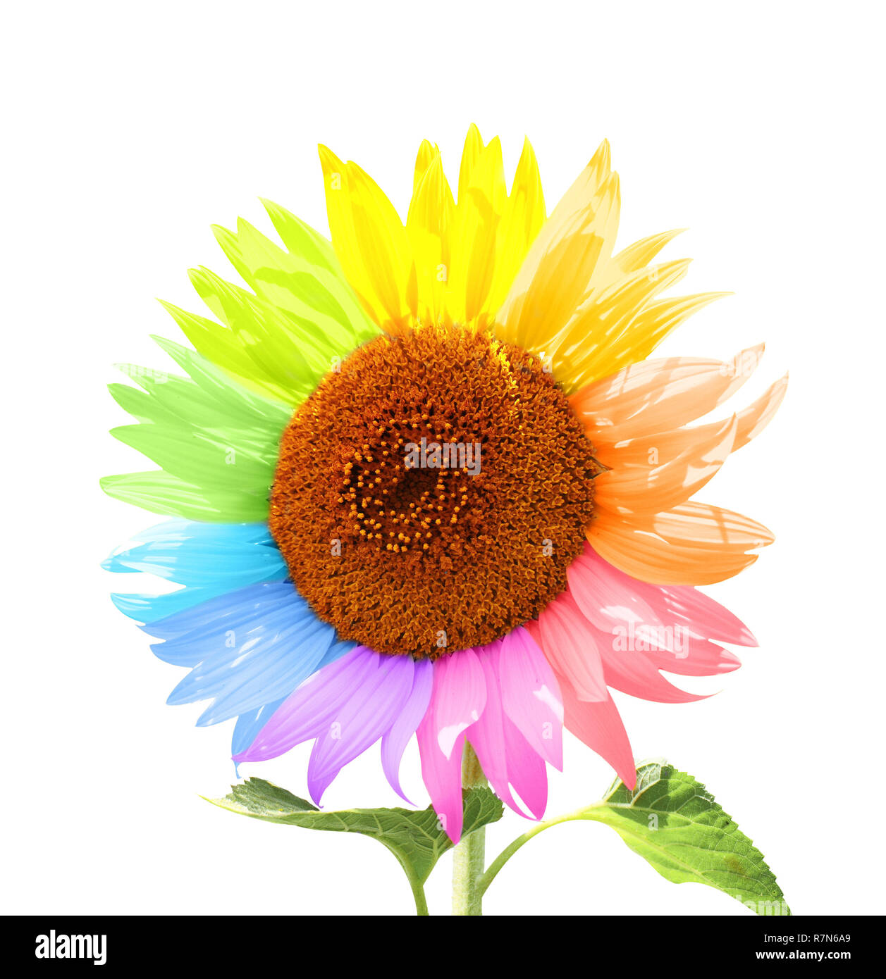 Two sunflowers with petals painted in different colors. Isolated on ...