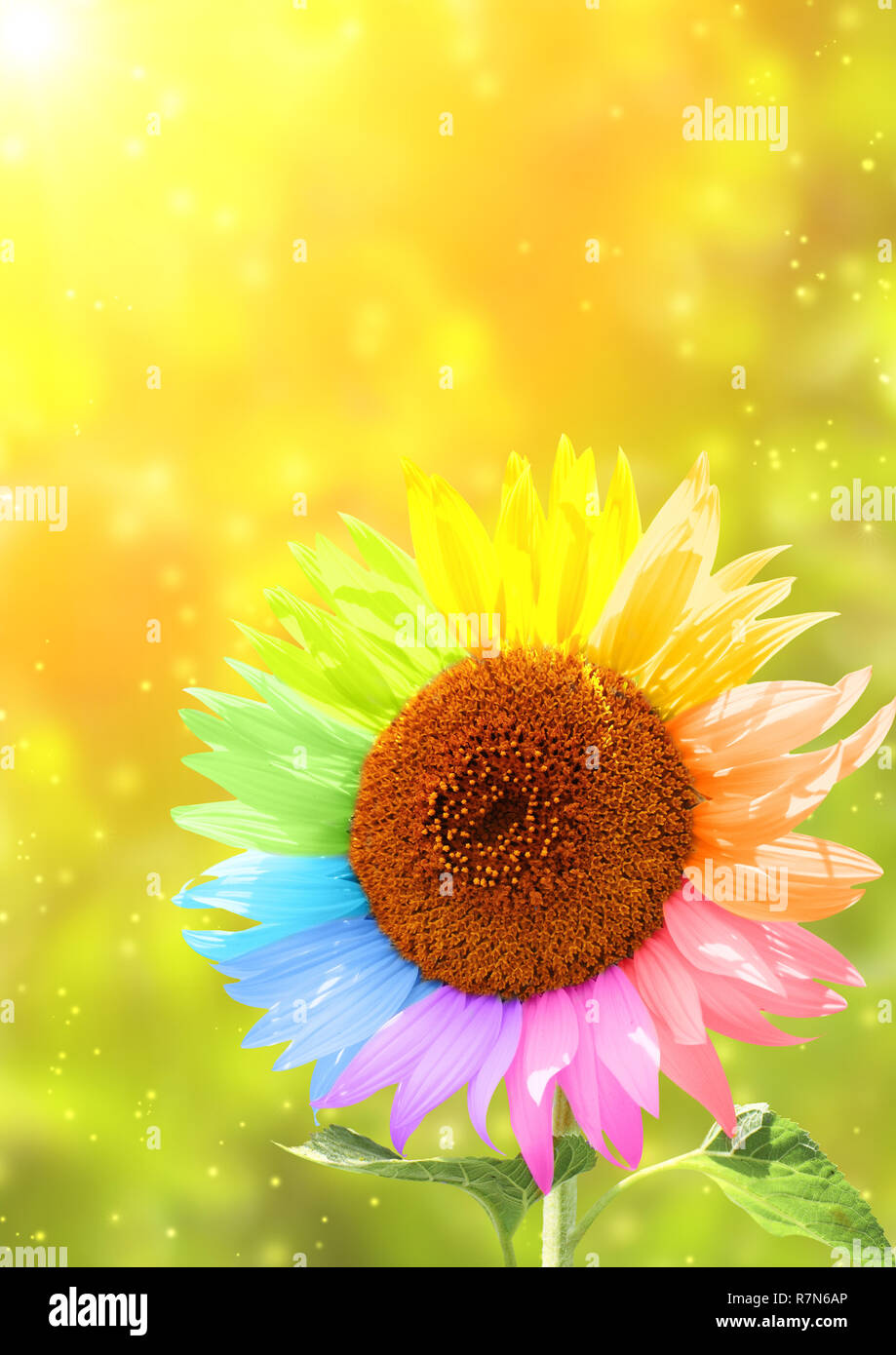 Sunflower with petals painted in different colors Stock Photo - Alamy