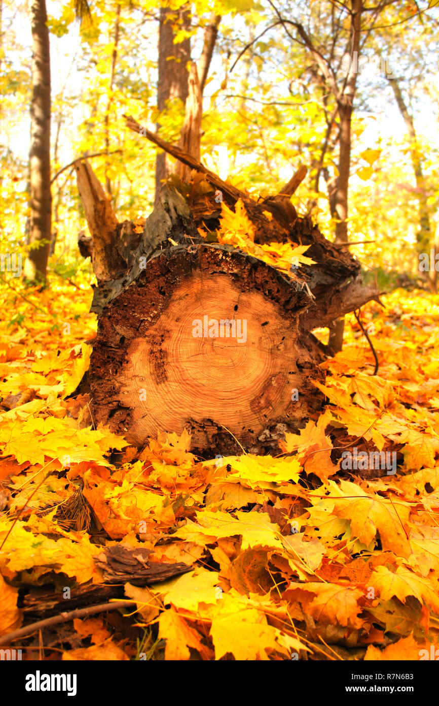 Autumn maple leaves and log Stock Photo - Alamy