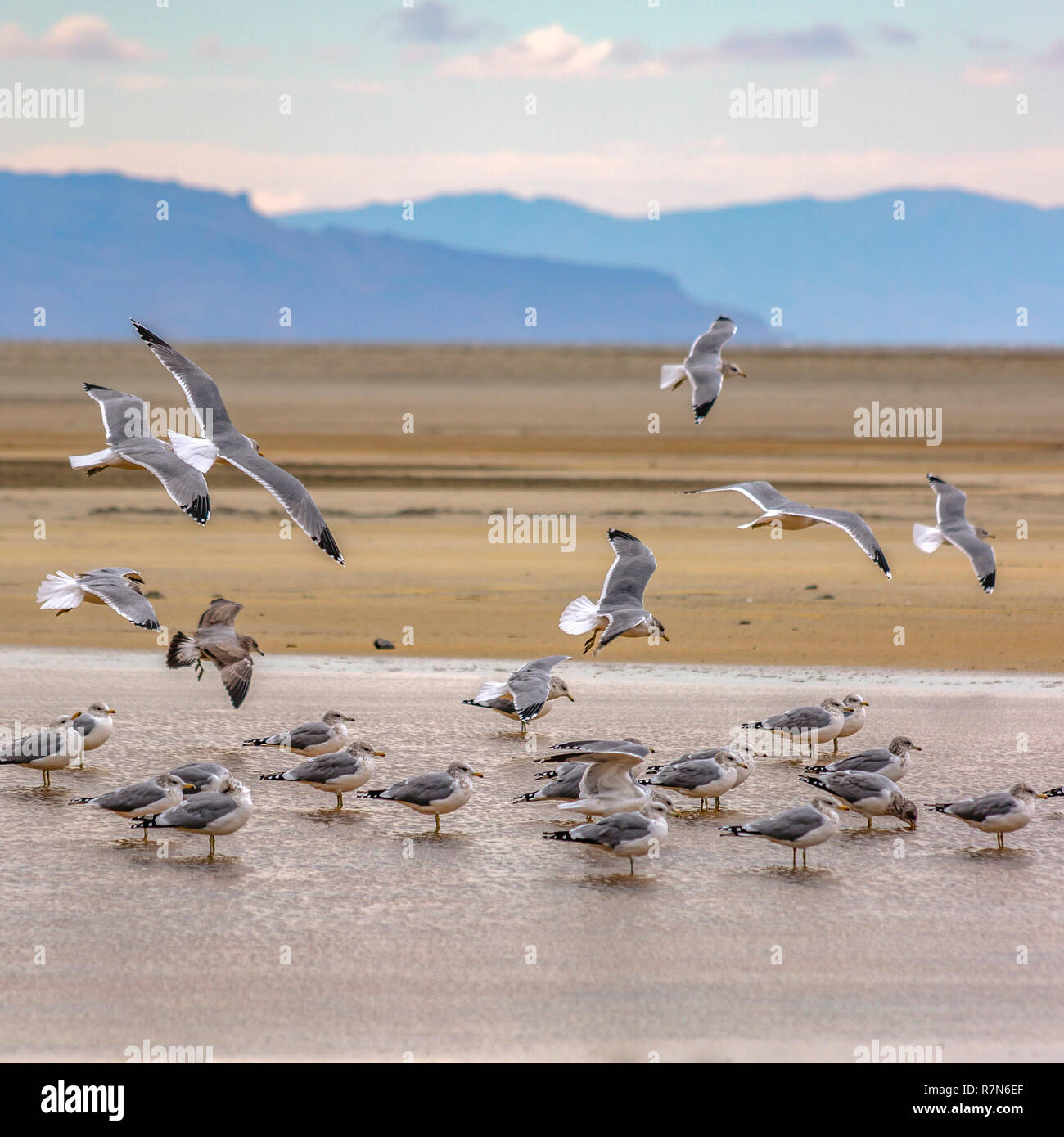 Flock of birds in the Great Salt Lake in Utah Stock Photo - Alamy