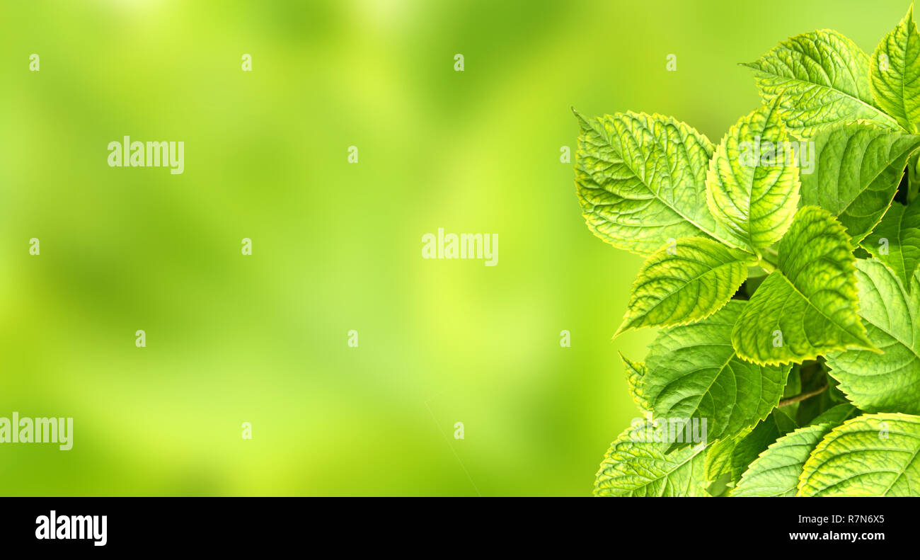 Spring background with leaves of a hydrangea Stock Photo - Alamy