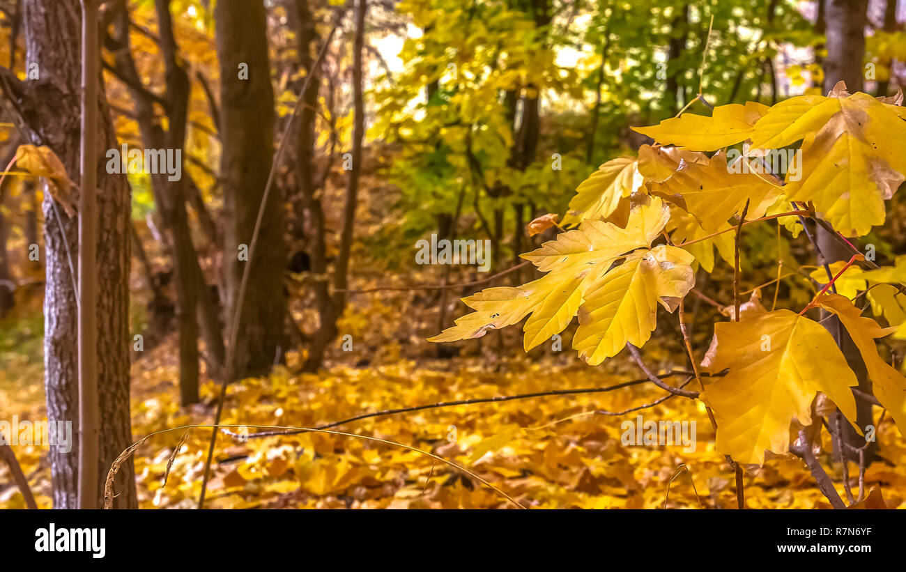 Scenic Salt Lake City view with trees and leaves Stock Photo - Alamy