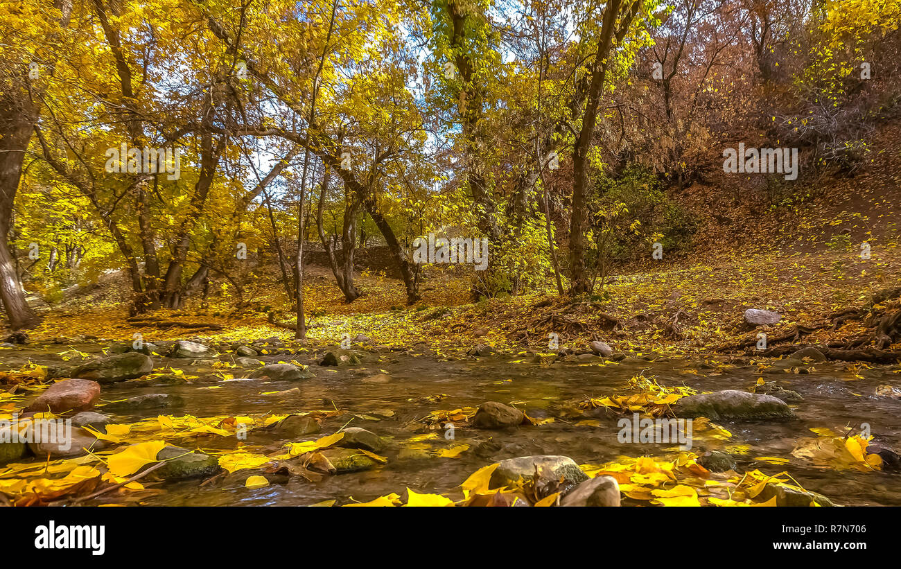 Shallow stream in the forest with golden leaves Stock Photo - Alamy