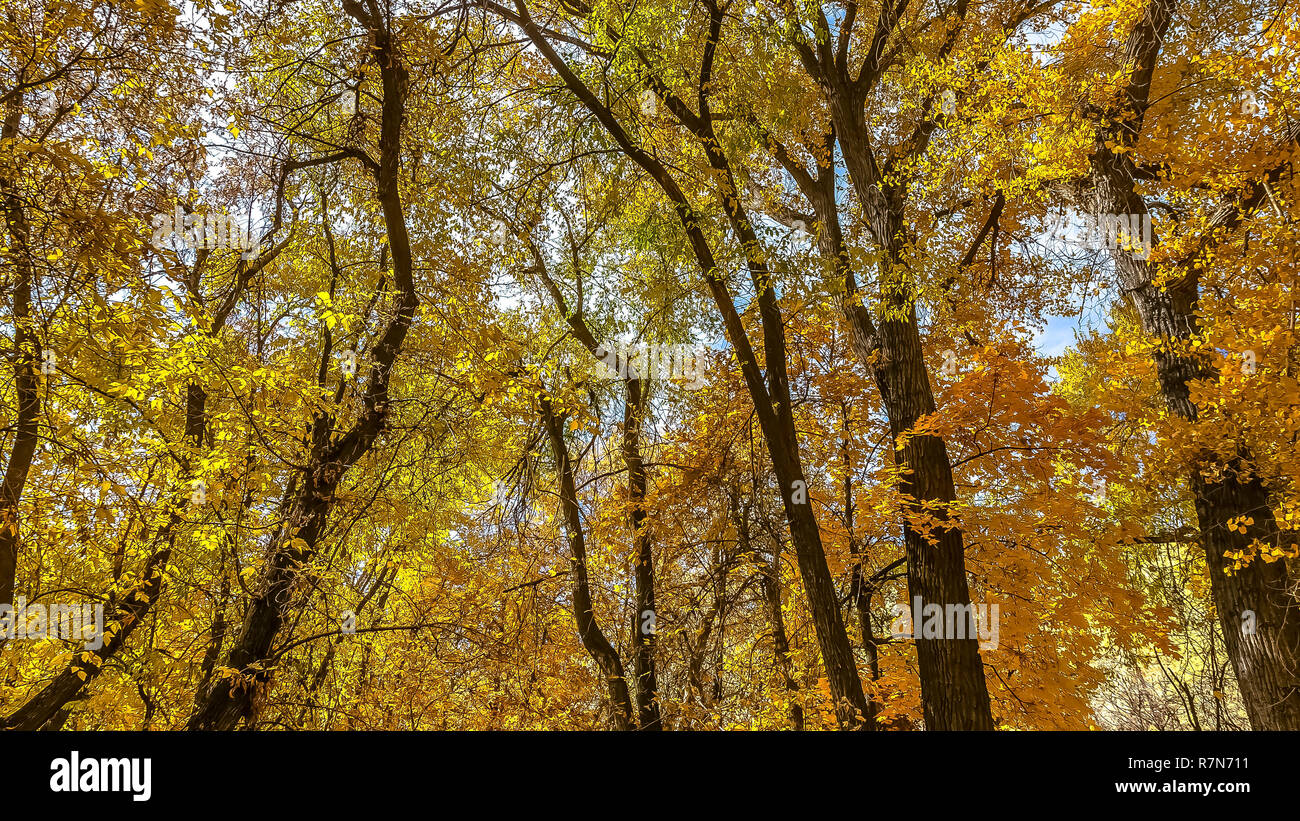 Canopy of sunlight with trees in city hi-res stock photography and ...