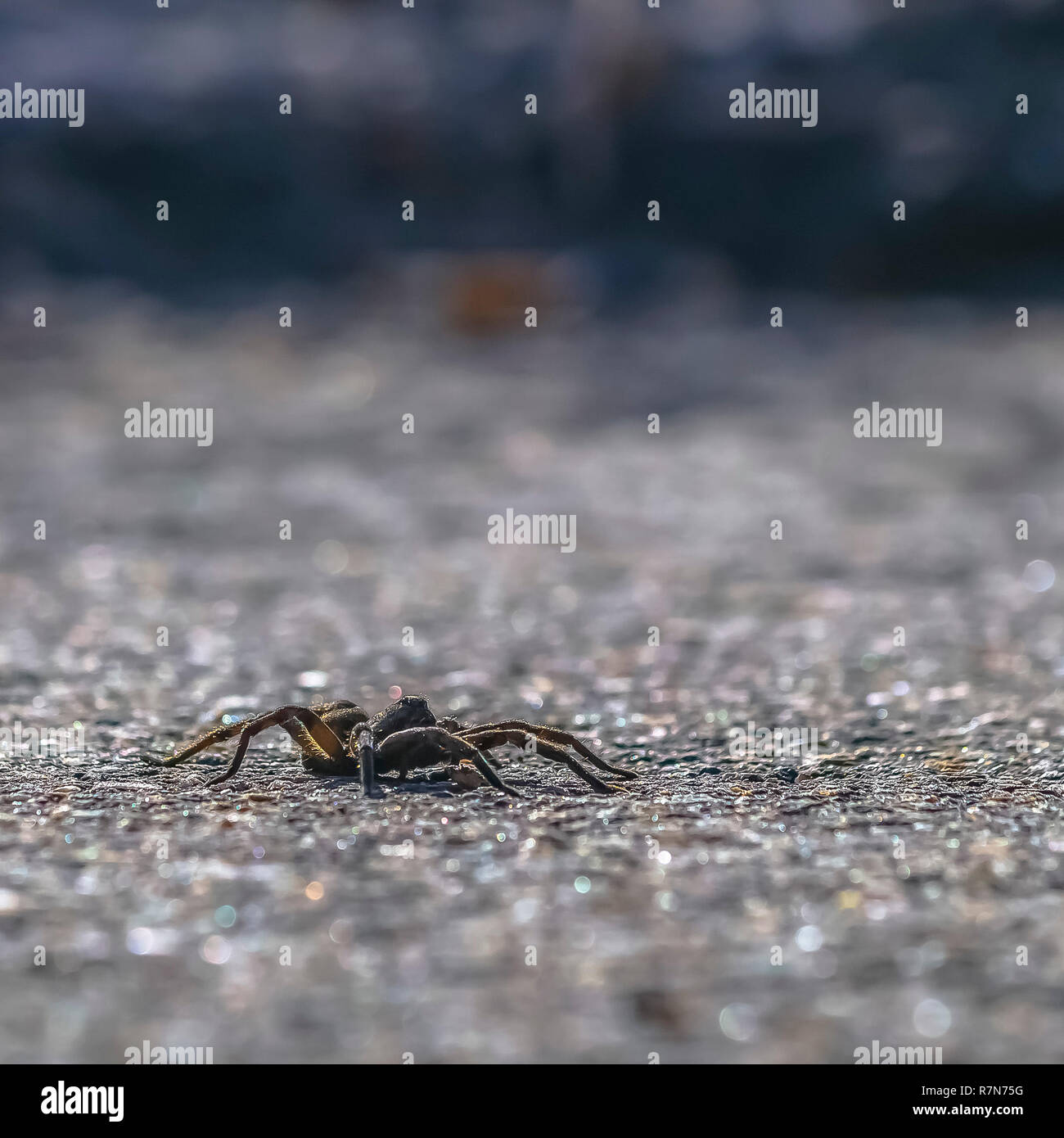 The unique wolf spider on rough and gray surface Stock Photo - Alamy