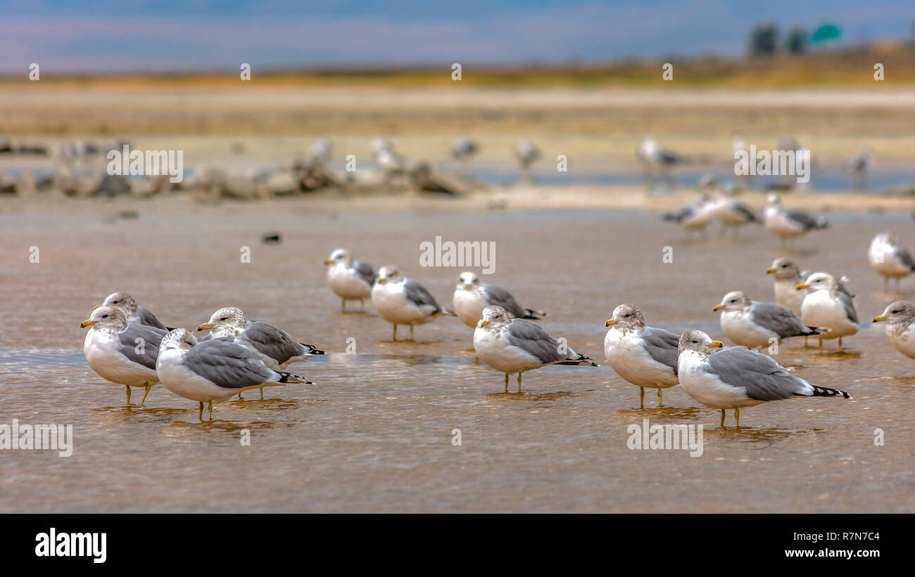 Wildlife scenery in the Great Salt Lake in Utah Stock Photo - Alamy
