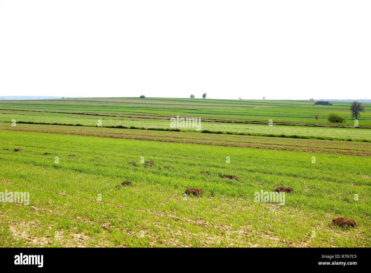 Weed patch blue sky hi-res stock photography and images - Alamy