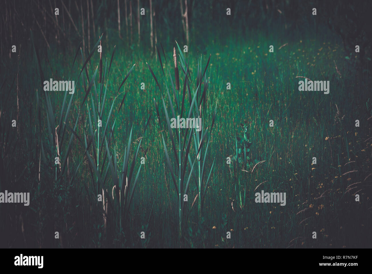 Reed grass family hi-res stock photography and images - Alamy