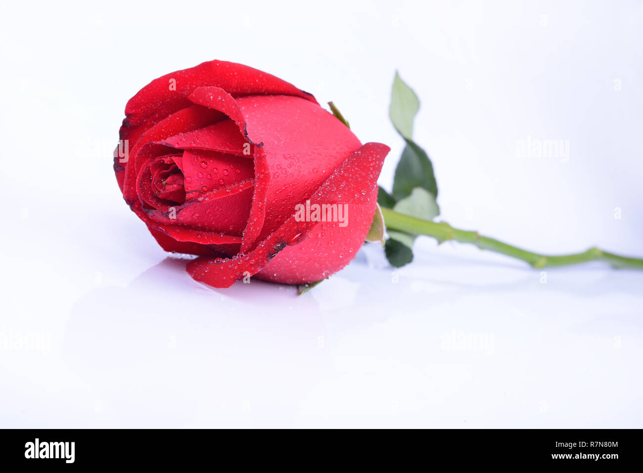 red rose flower isolated on white background, water dew drop on rose ...