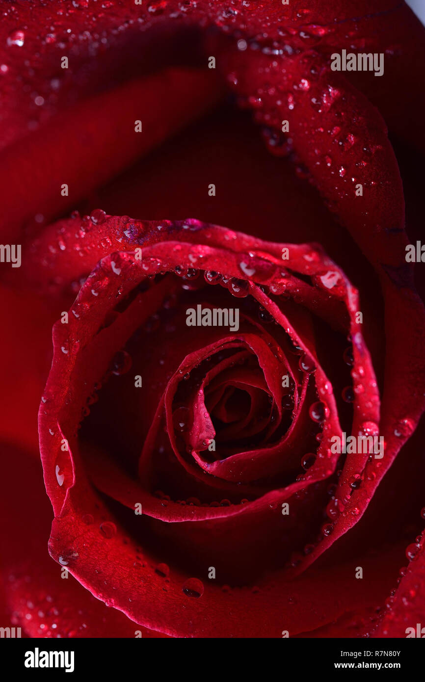 red rose flower background, water dew drop on rose Stock Photo - Alamy