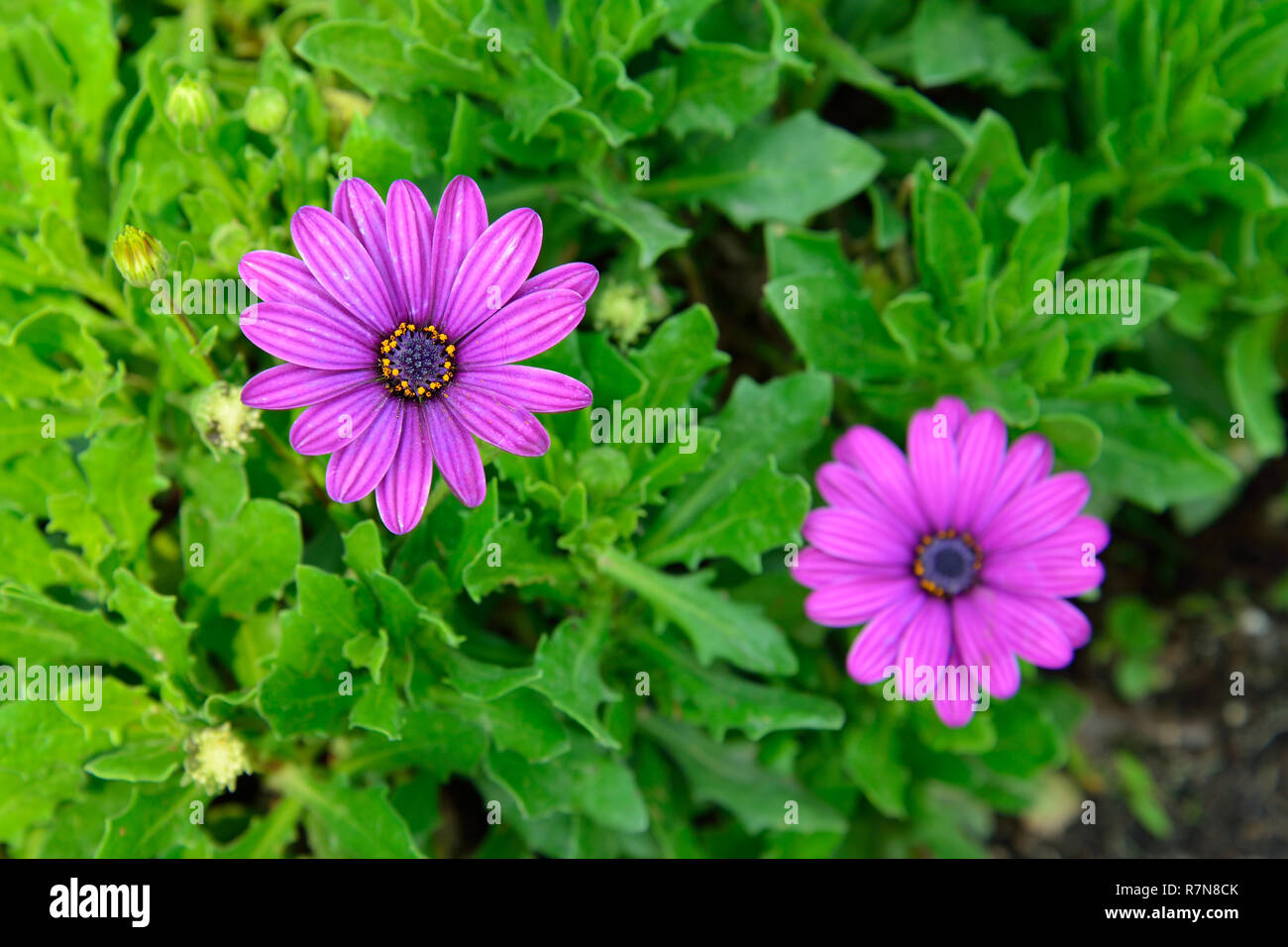 Spring gargen hi-res stock photography and images - Alamy