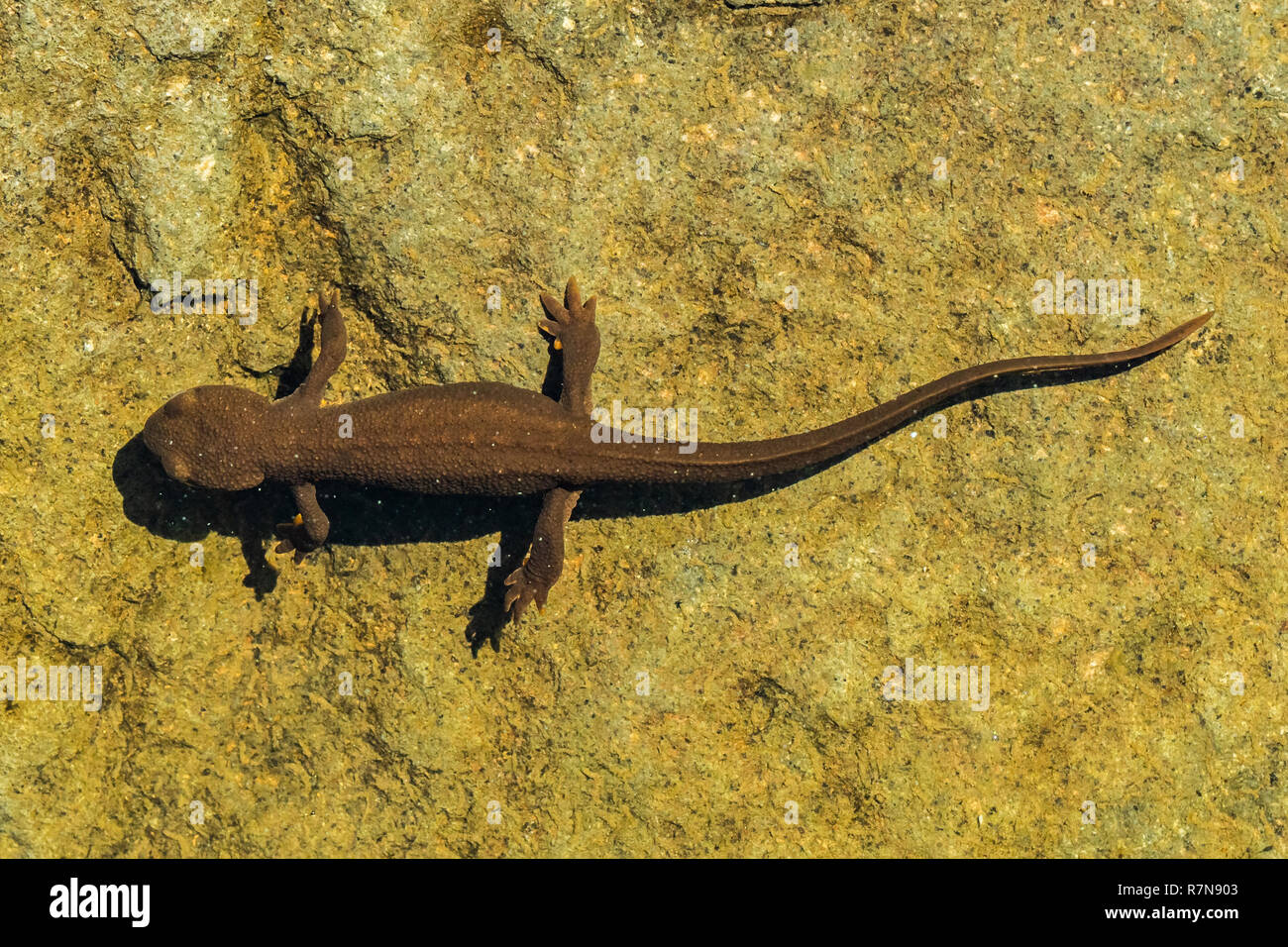 Top view of a rough-skinned or roughskin newt, taricha granulosa ...
