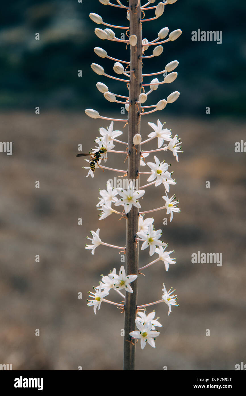 Bee harvesting, Paphos, Lara beach, Cyprus Stock Photo - Alamy
