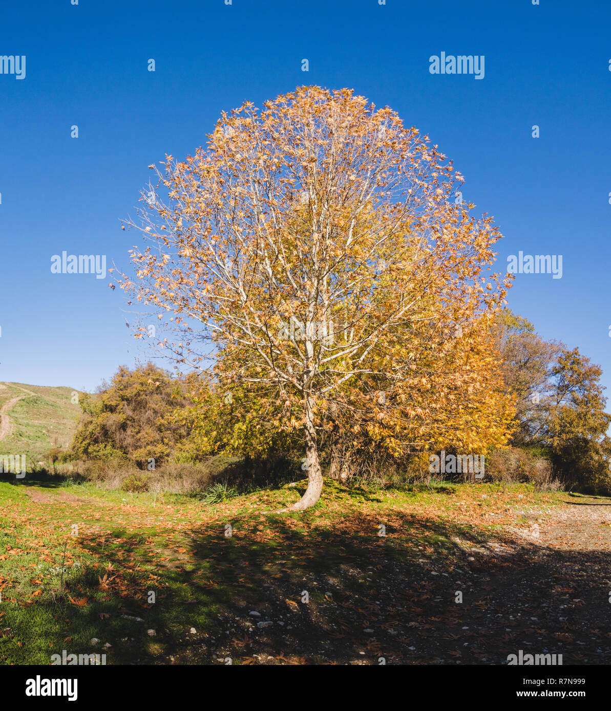 Autumn in cyprus hi-res stock photography and images - Alamy
