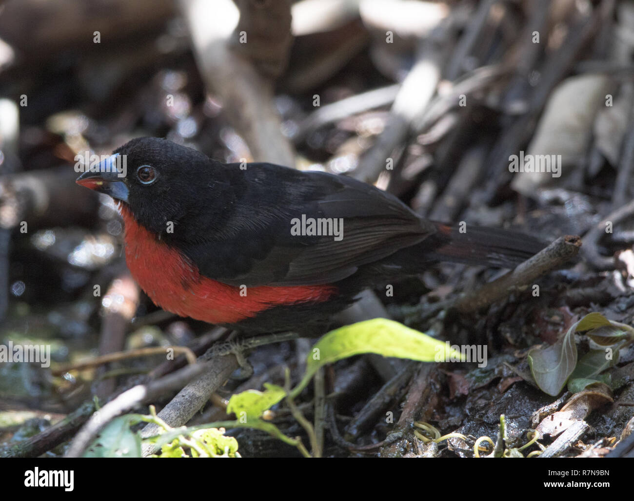 Western Bluebill (Spermophaga haematina Stock Photo - Alamy