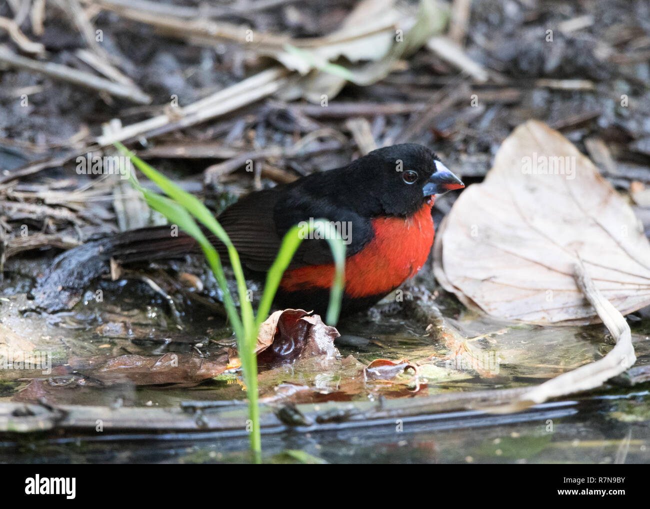 Western Bluebill (Spermophaga haematina Stock Photo - Alamy