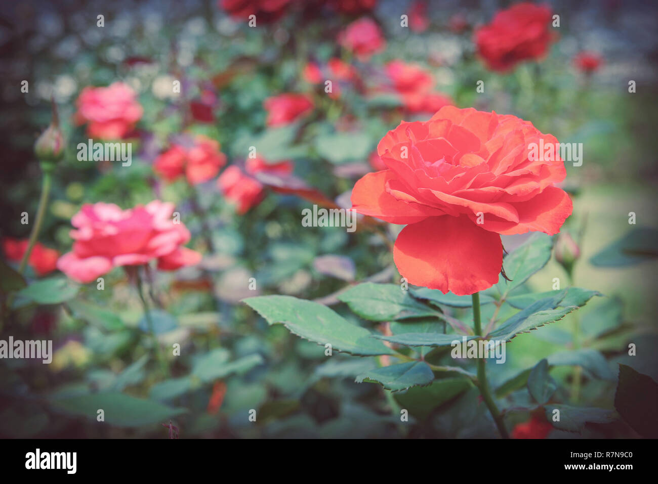 red rose in garden with blue sky, classic tone image Stock Photo - Alamy