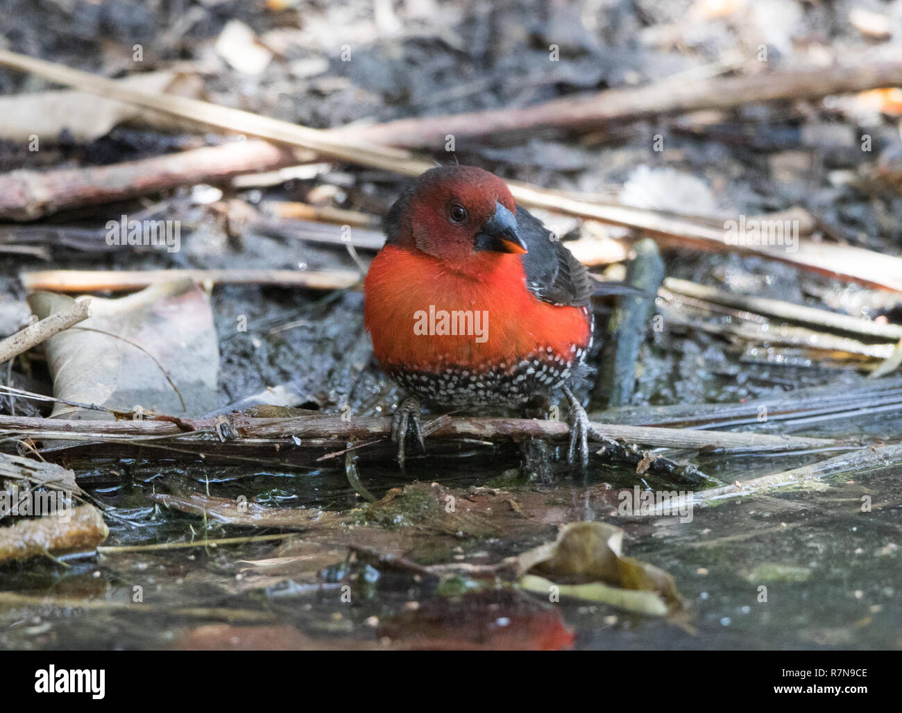 Western bluebill the gambia hi-res stock photography and images - Alamy