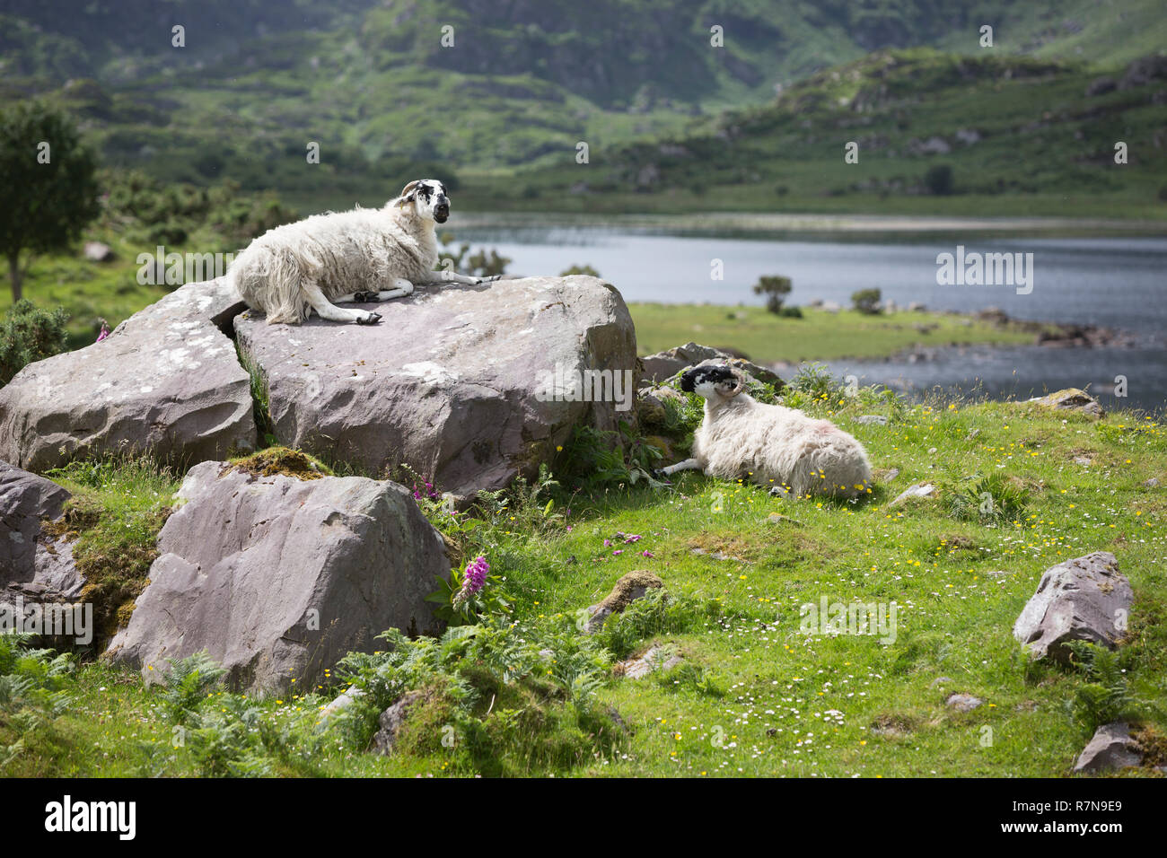 Kerry goat hi-res stock photography and images - Alamy