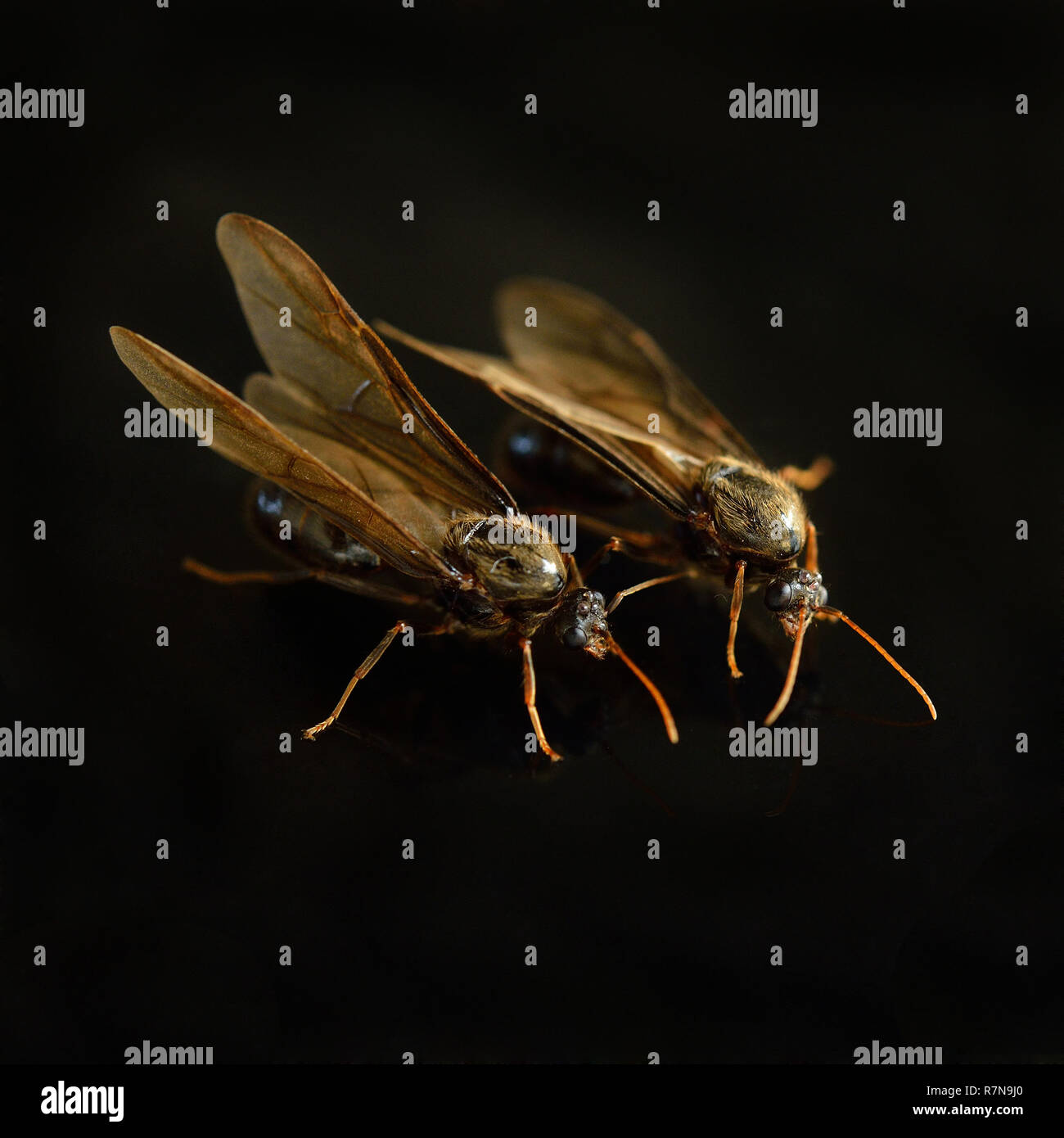 Little insect, termite white ant Stock Photo - Alamy