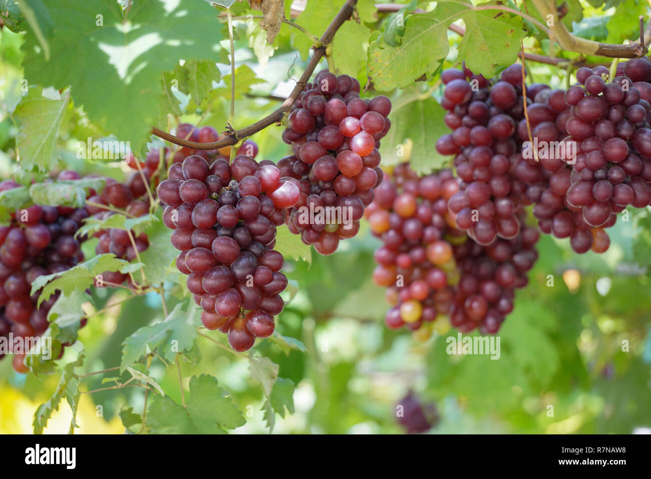 Fruit of grapevine hi-res stock photography and images - Alamy