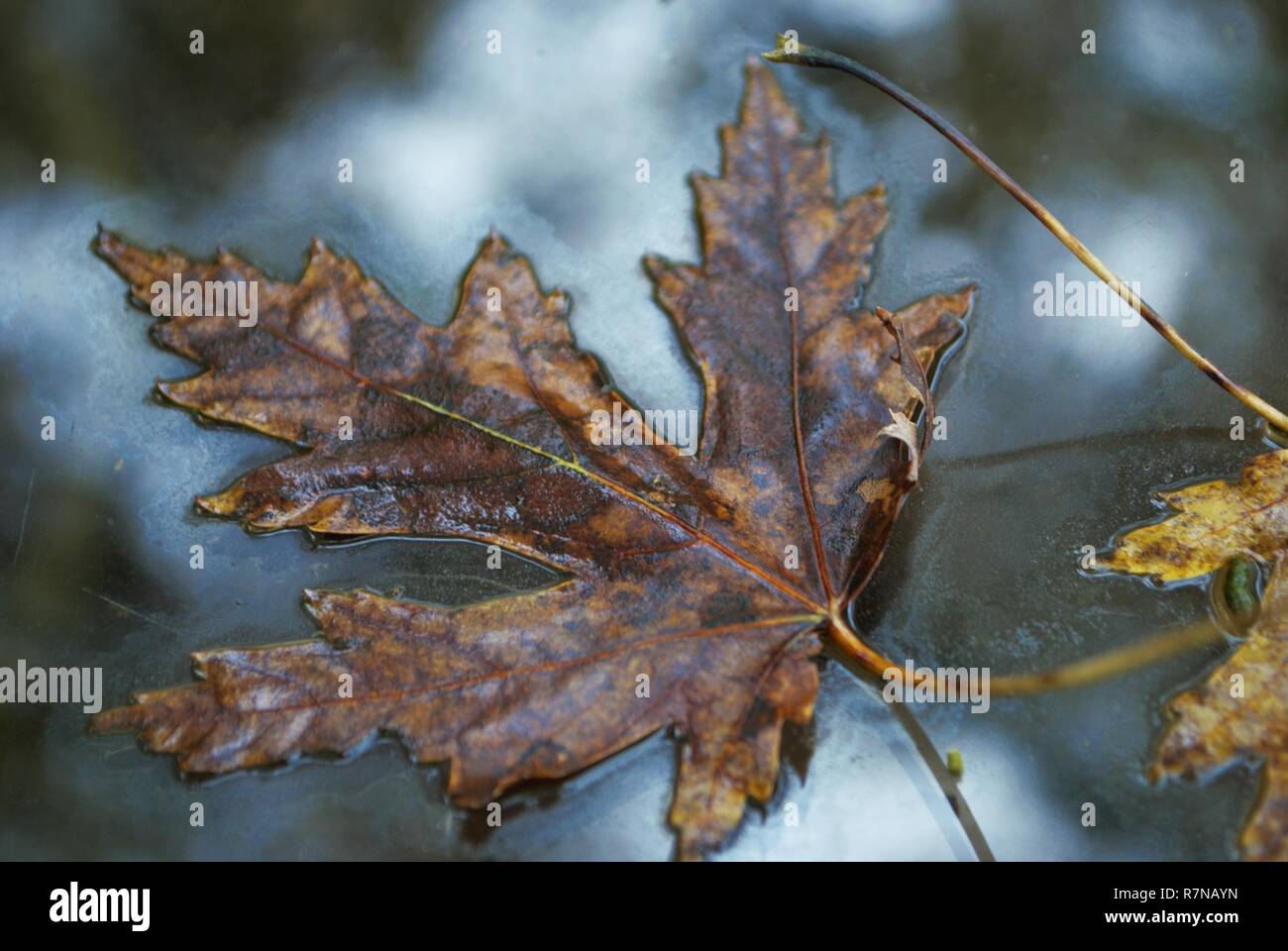 Glass table reflection reflect hi-res stock photography and images - Alamy