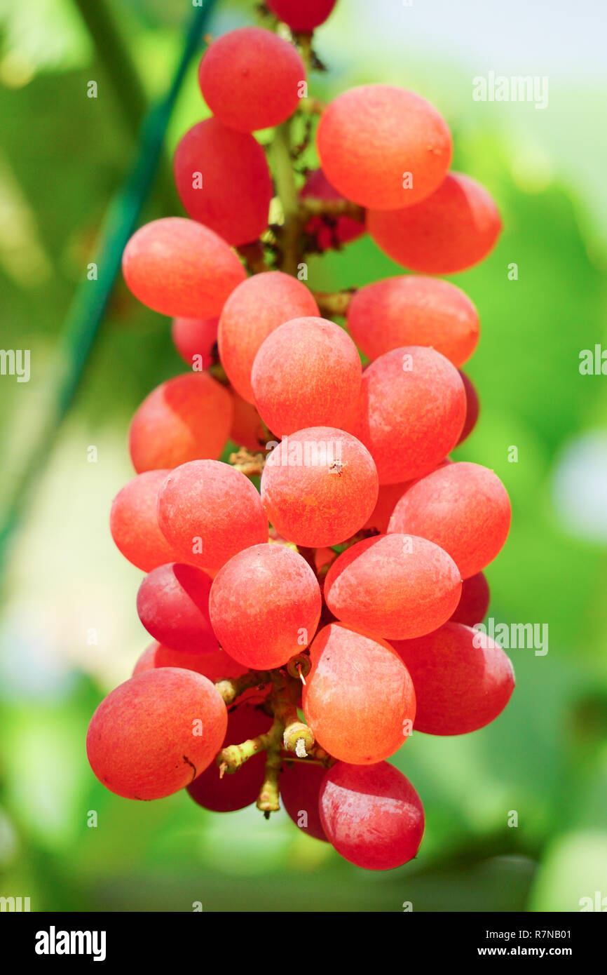 Bunch of grape fruits at grapevine farm Stock Photo - Alamy