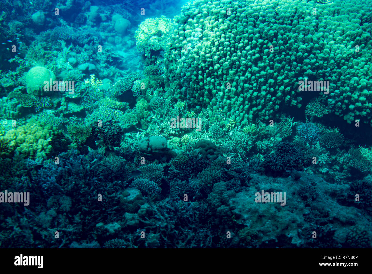 Marine Life in the Red Sea. red sea coral reef with hard corals, fishes ...