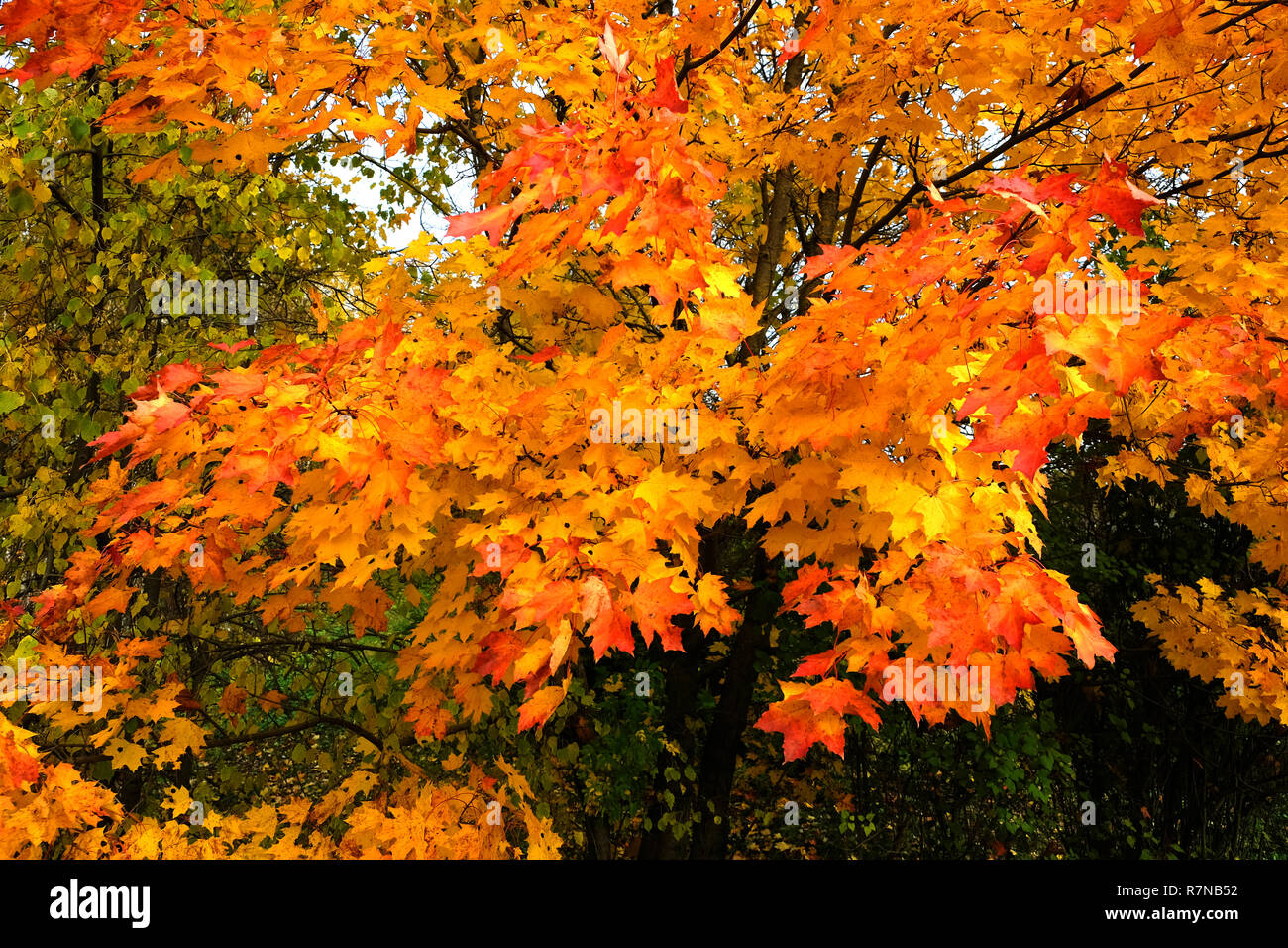 Summer maple hi-res stock photography and images - Alamy