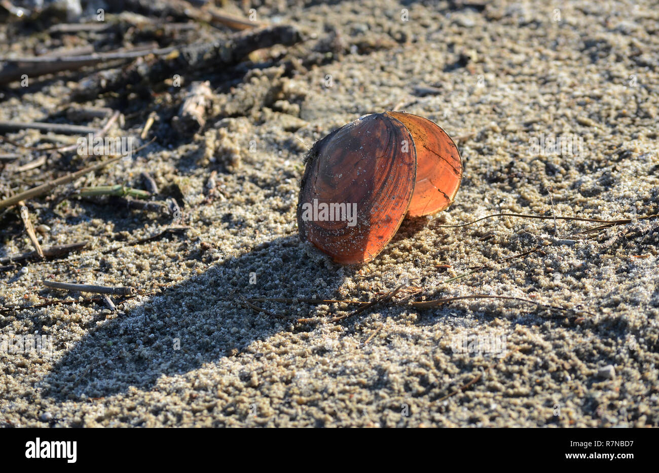 close up of isolated freshwater shellfish dead over the dry shore of an ...