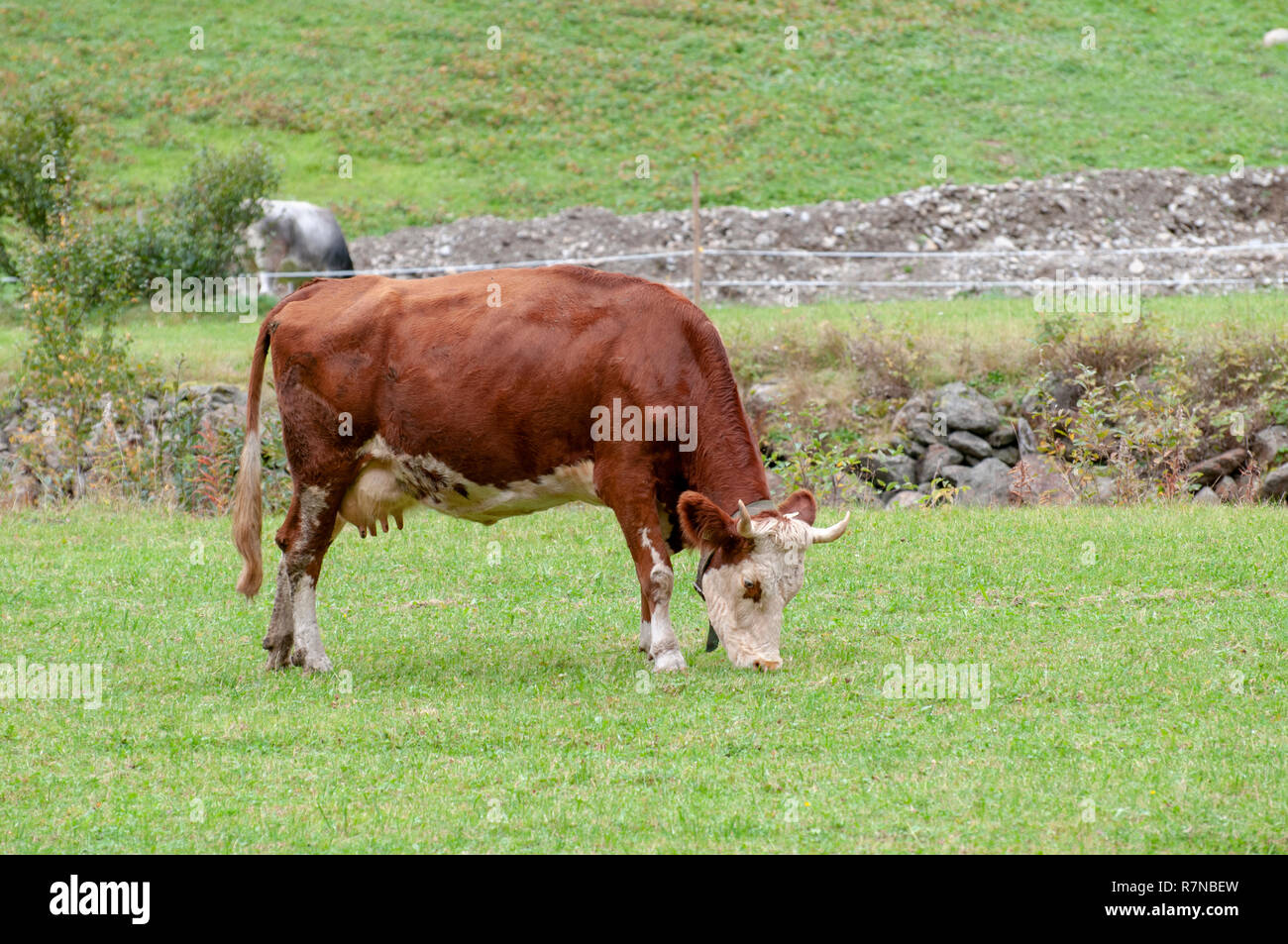 Brown cow with horns hi-res stock photography and images - Alamy