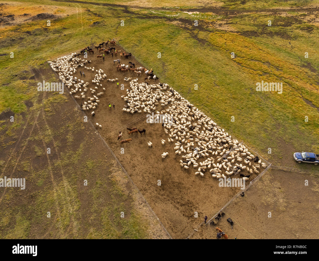 Sheep gathering, Central Highlands, Iceland Stock Photo - Alamy