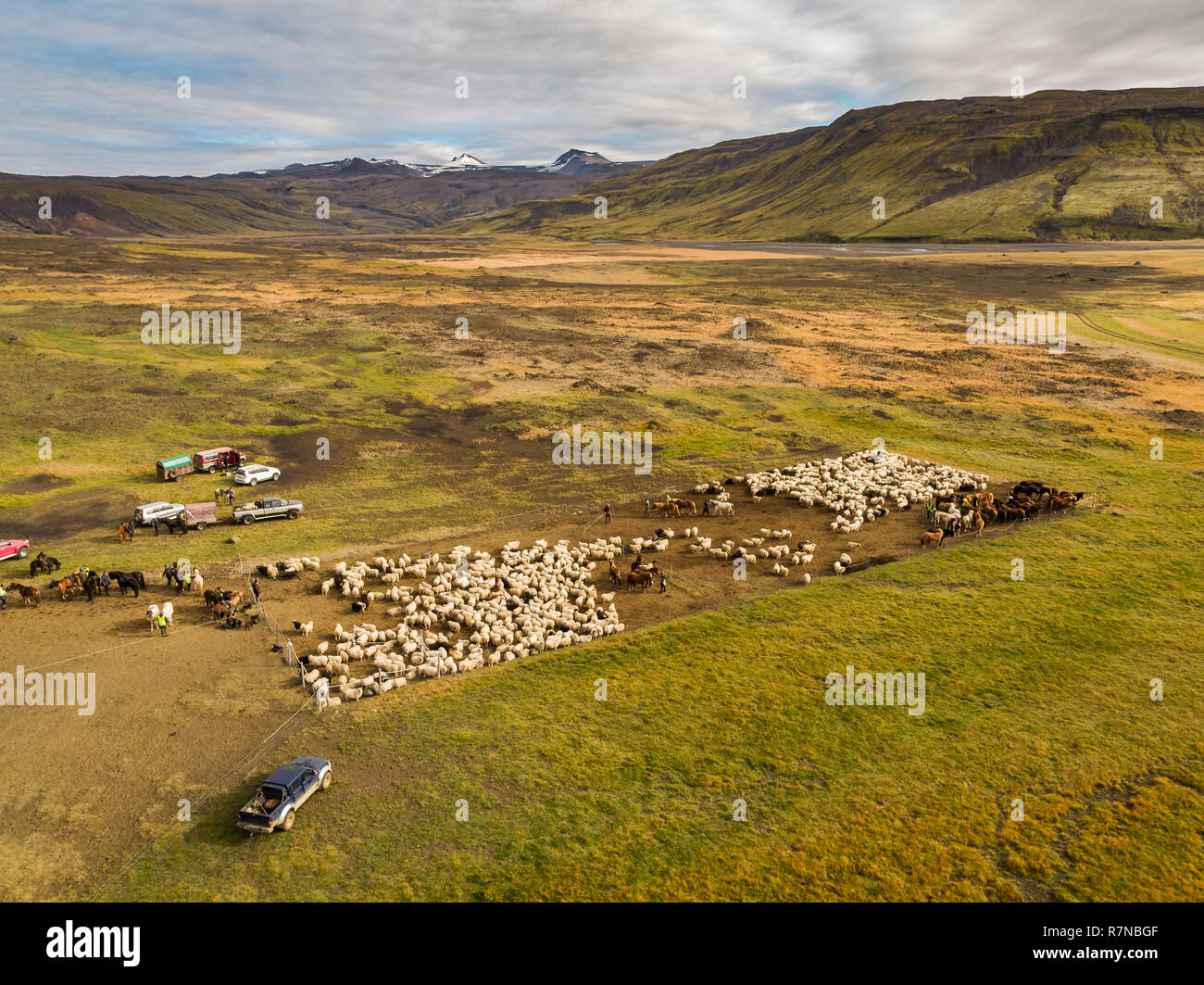 Sheep gathering hi-res stock photography and images - Alamy