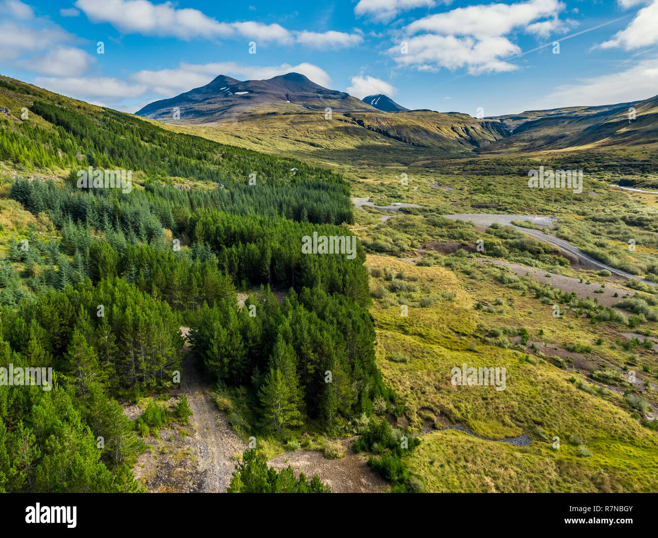 Iceland Tundra Tree