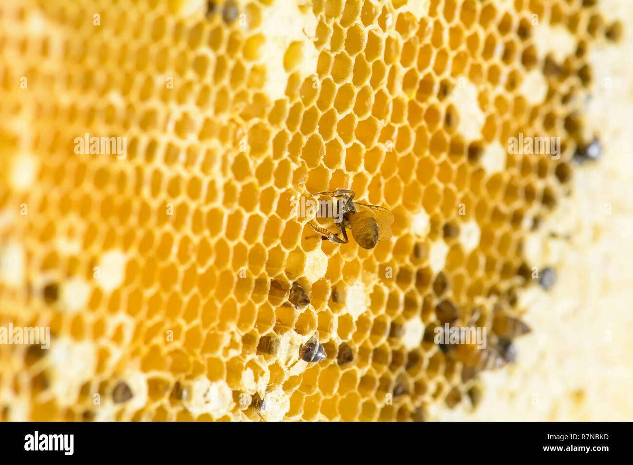 Nest of apis florea consists an embryo, adult and sweet water. Apis ...