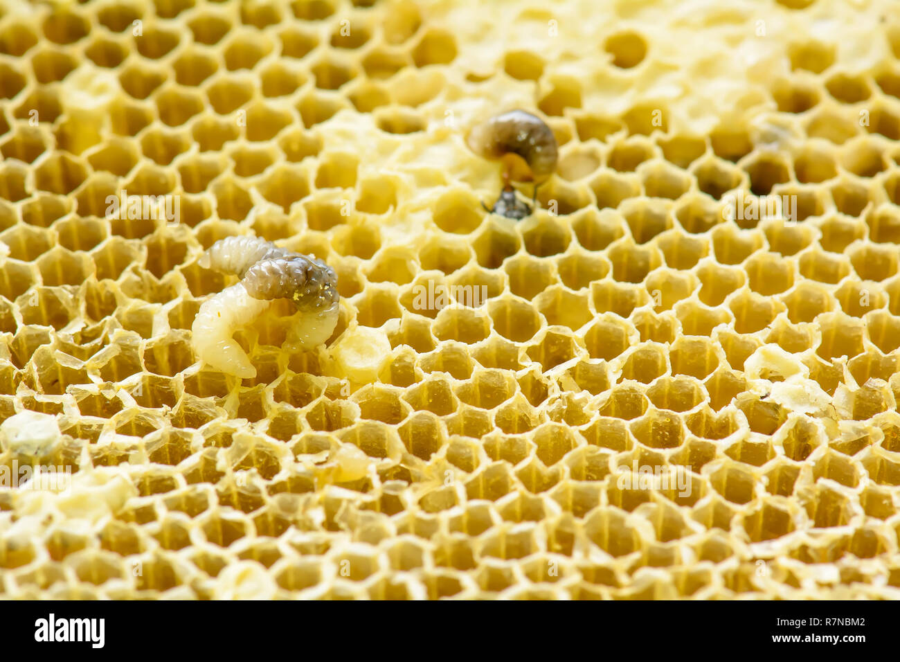 Nest of apis florea consists an embryo, adult and sweet water. Apis ...
