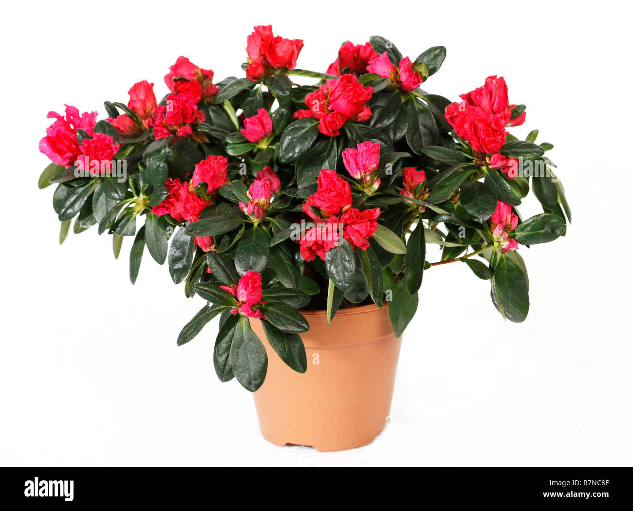 Azaleas in pot isolated on white background. Azaleas are flowering ...