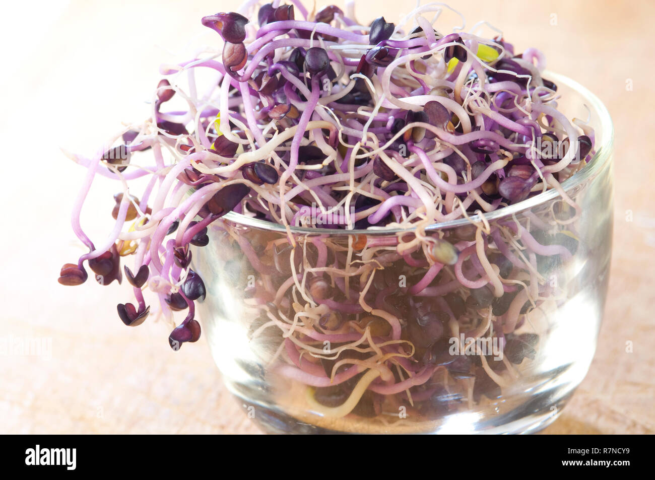 Radish Sprouts, Raphanus Sativus Stock Photo - Alamy