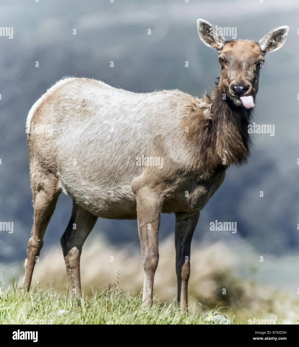 White tule elk hi-res stock photography and images - Alamy