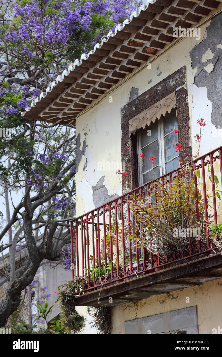 Jacaranda tree and weathered facade in Funchal on Madeira Stock Photo ...