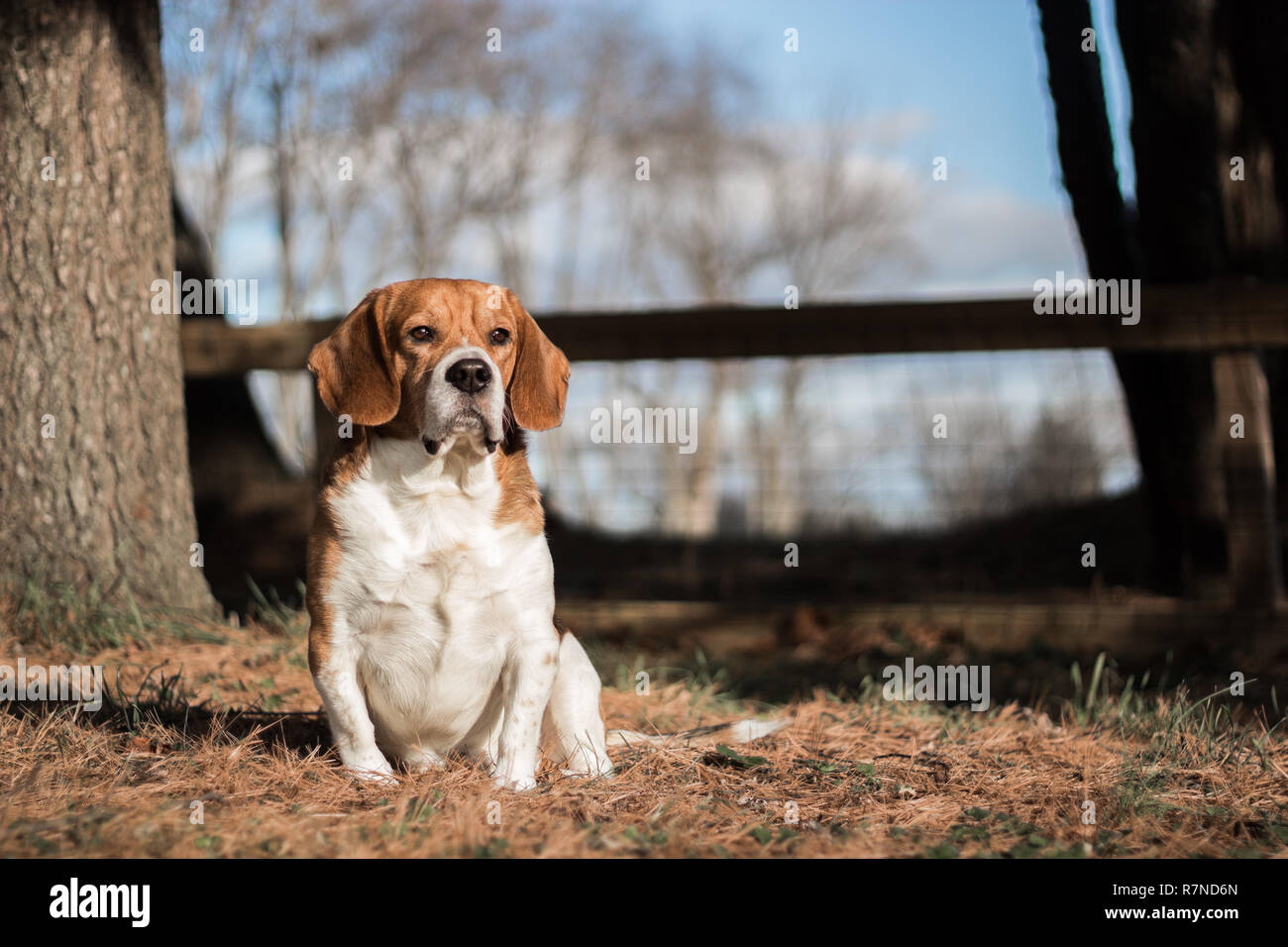Beagle dog posing hi-res stock photography and images - Alamy