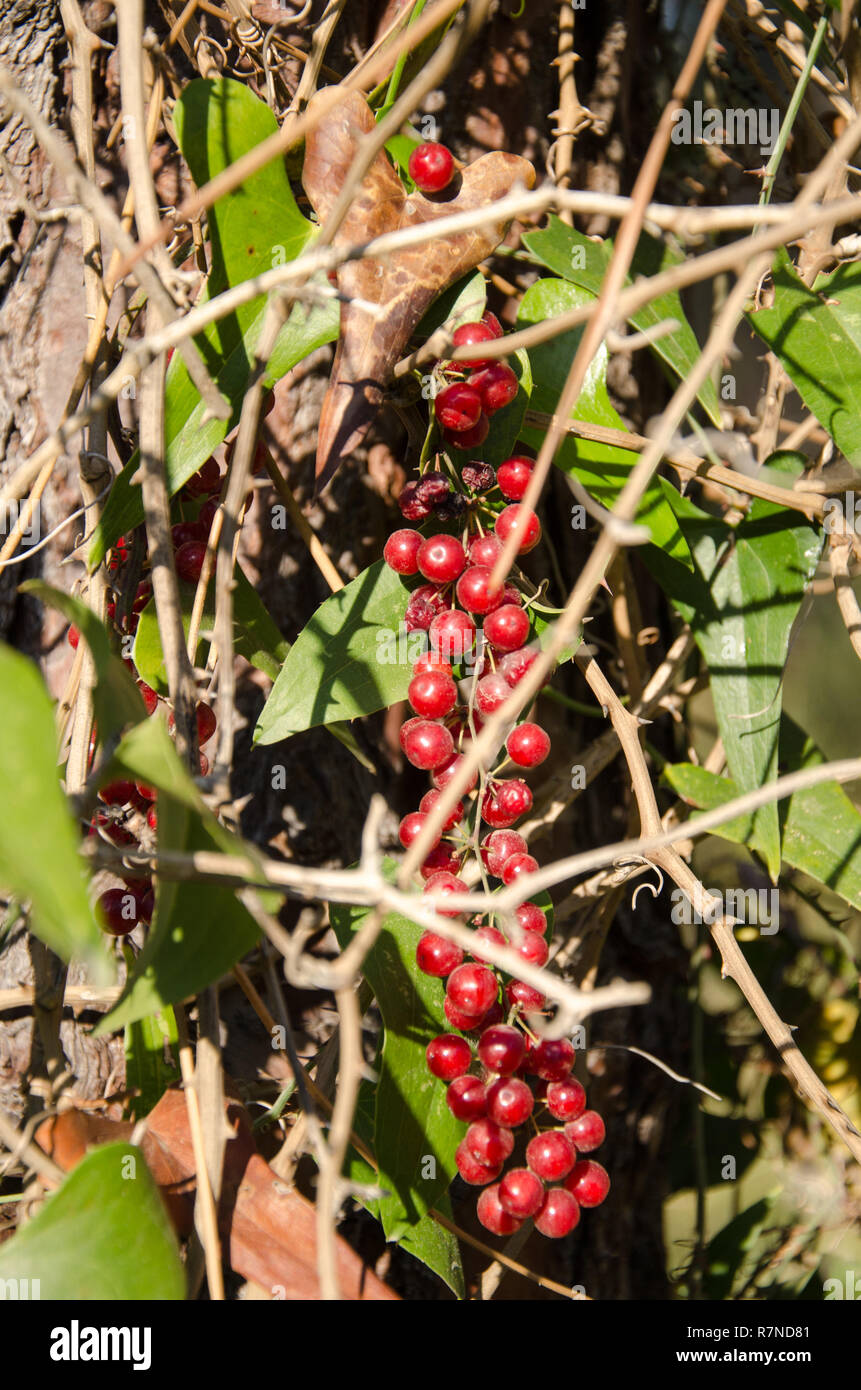 A bunch of red berries in a bush Stock Photo - Alamy