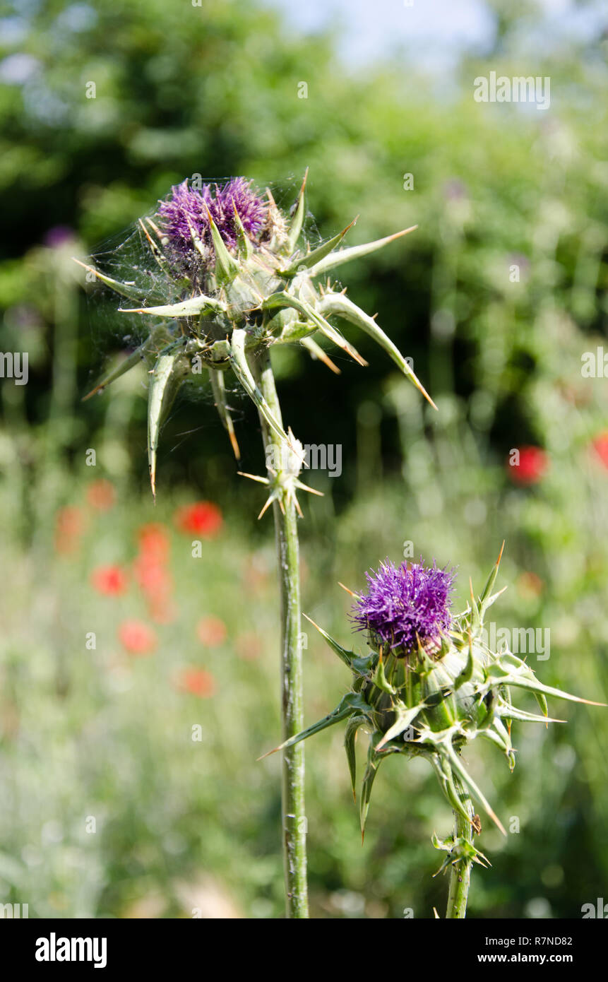 Blooming spiky purple flowers round or rounded hi-res stock photography ...