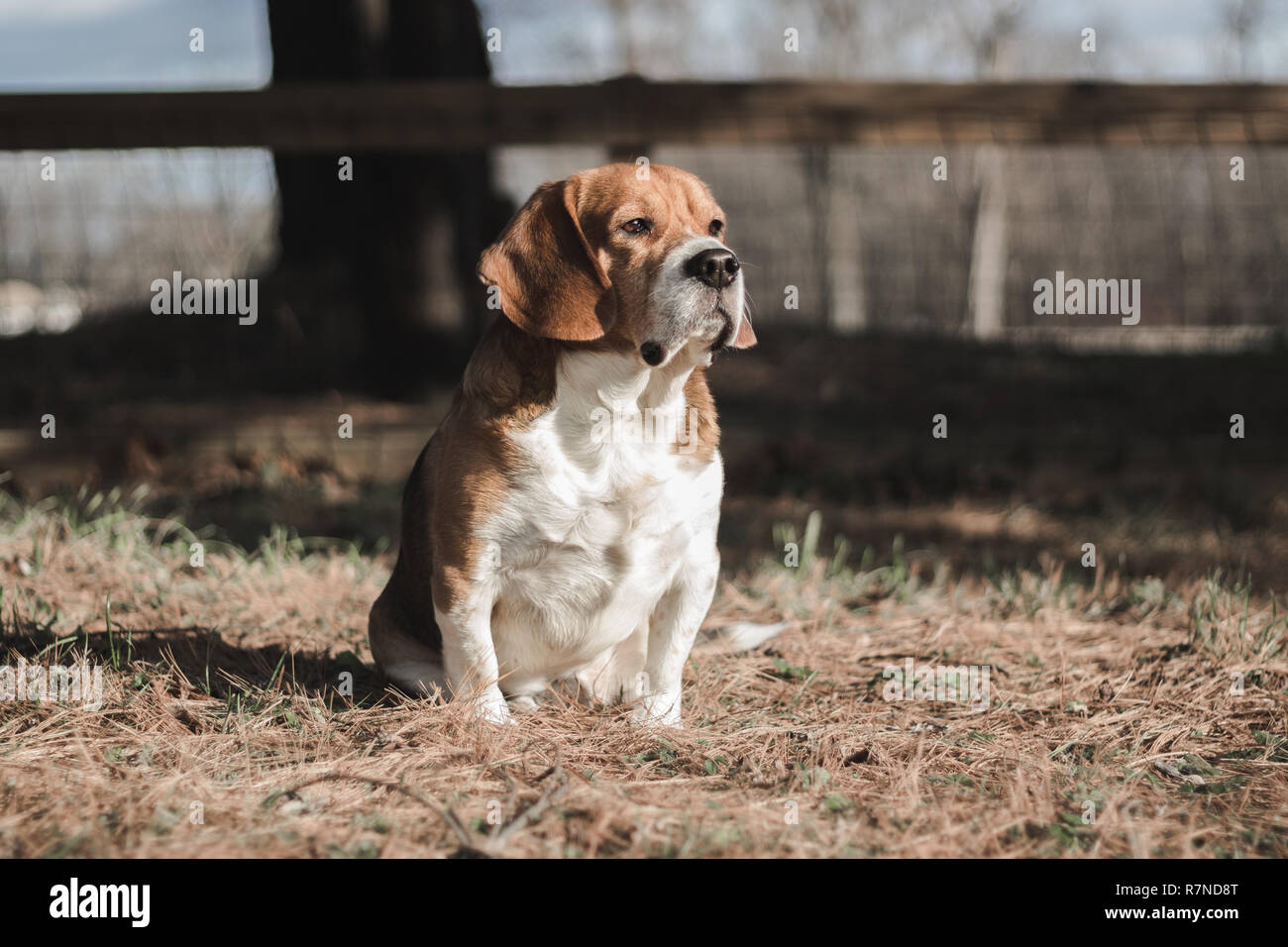 a cute beagle posing, naturally Stock Photo - Alamy