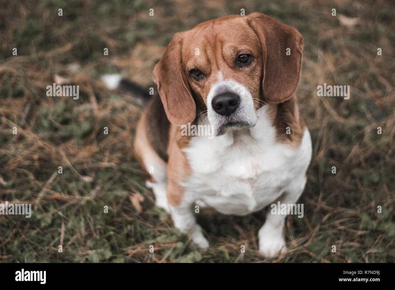 a cute beagle posing, naturally Stock Photo - Alamy