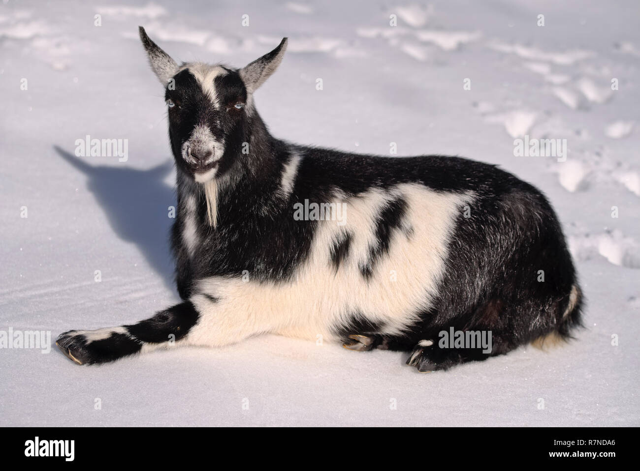 Hobby Goat High Resolution Stock Photography and Images - Alamy