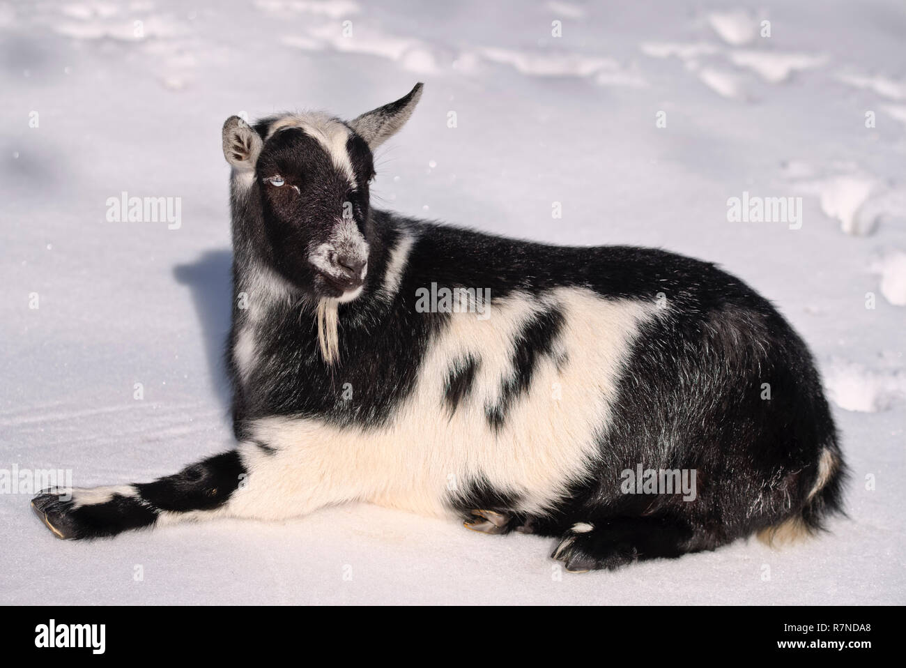 Hobby goat hi-res stock photography and images - Alamy