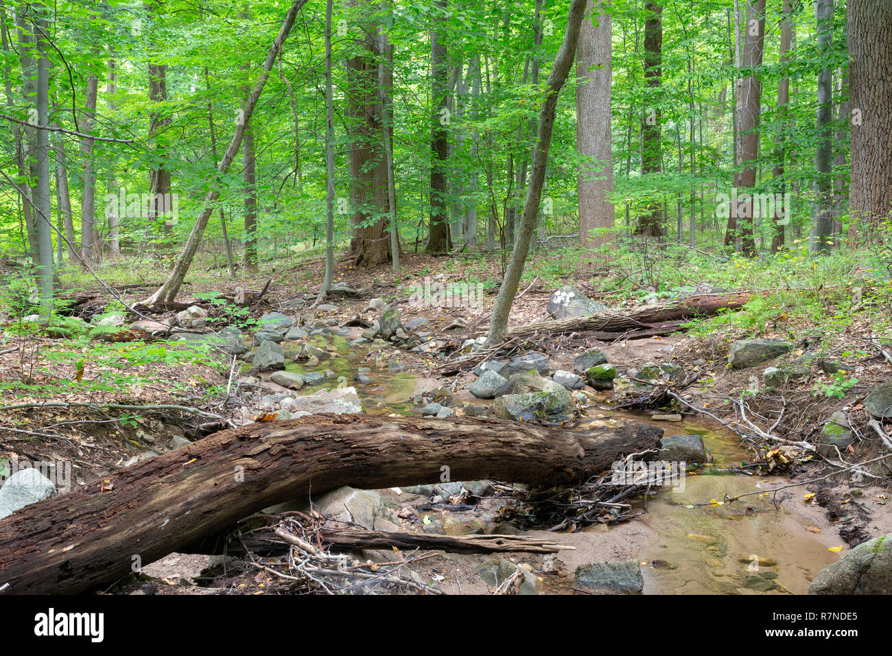 Fallen log hi-res stock photography and images - Alamy