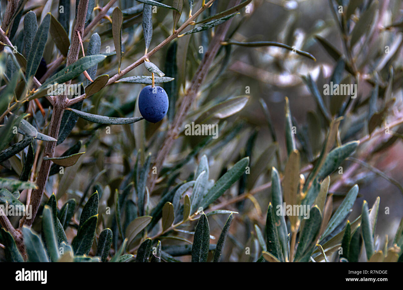black olives in olive tree Stock Photo - Alamy