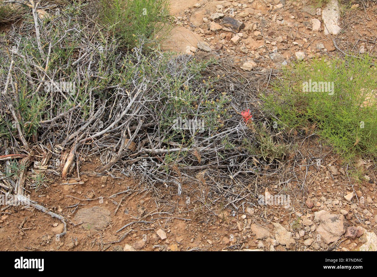 Indian paint brush hi-res stock photography and images - Alamy